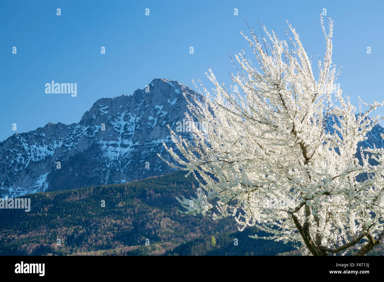Tree in four seasons hi-res stock photography and images - Alamy