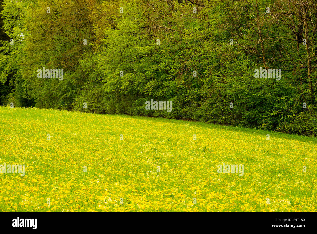 Spring meadow flowers forest germany hi-res stock photography and ...