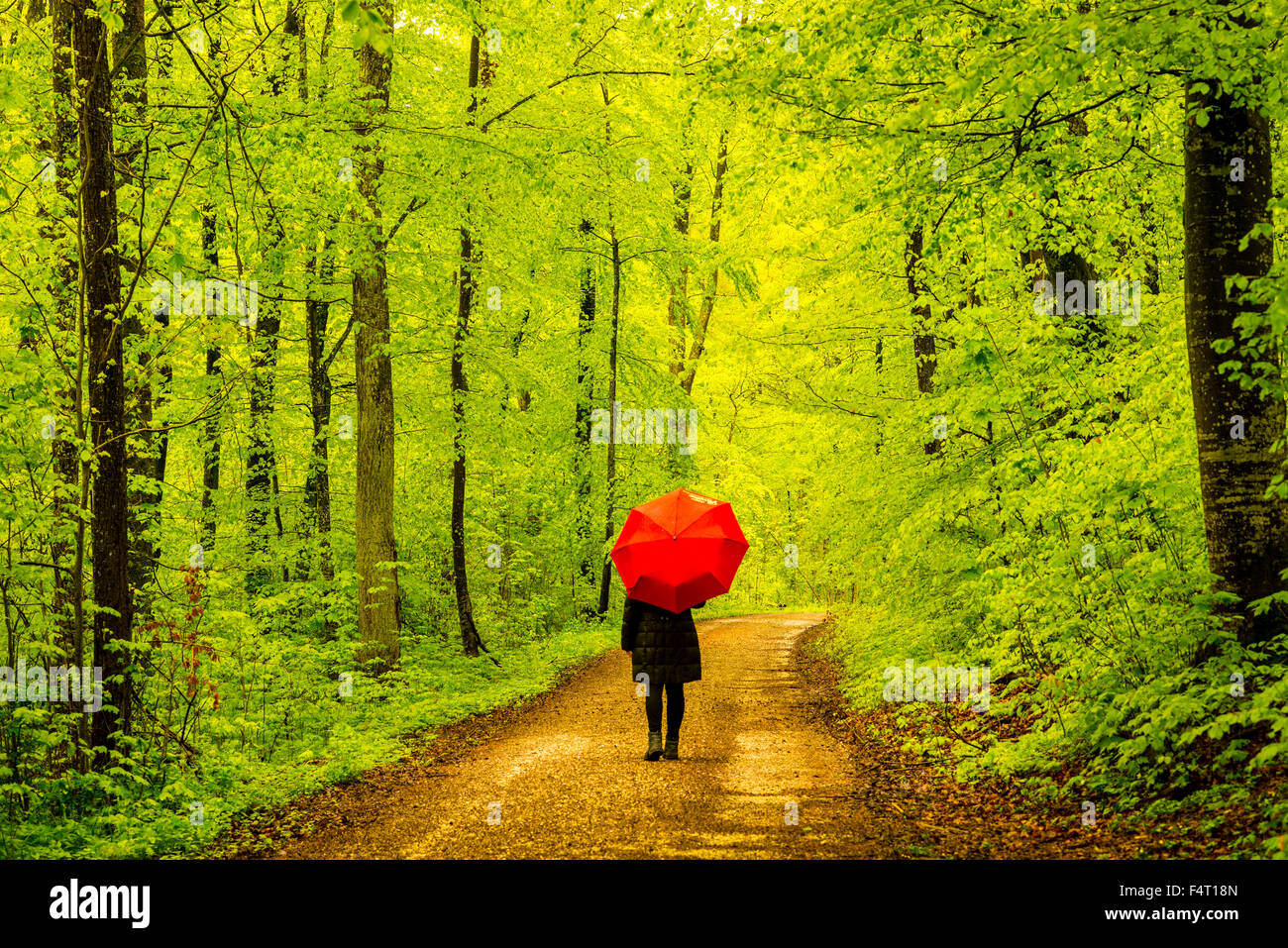 alone, Baden-Wurttemberg, leaves, beeches, Germany, lonely, lonesome ...