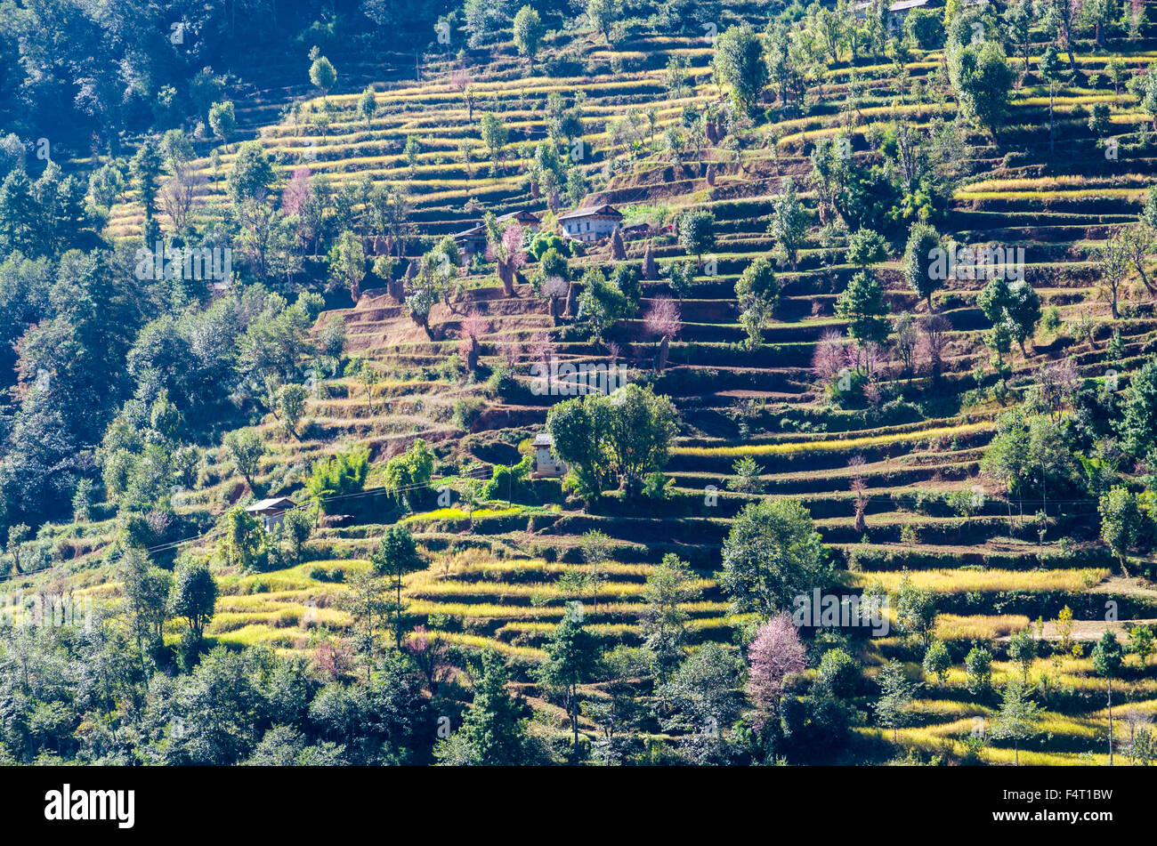Terrace fields and some farmers houses on a slope Stock Photo - Alamy