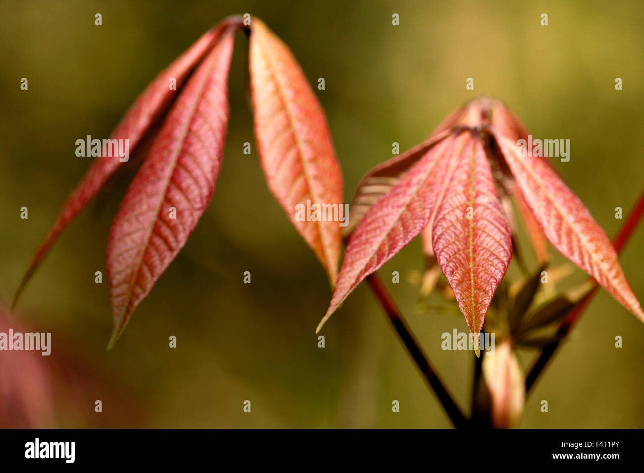Dwarf chestnut tree hi-res stock photography and images - Alamy