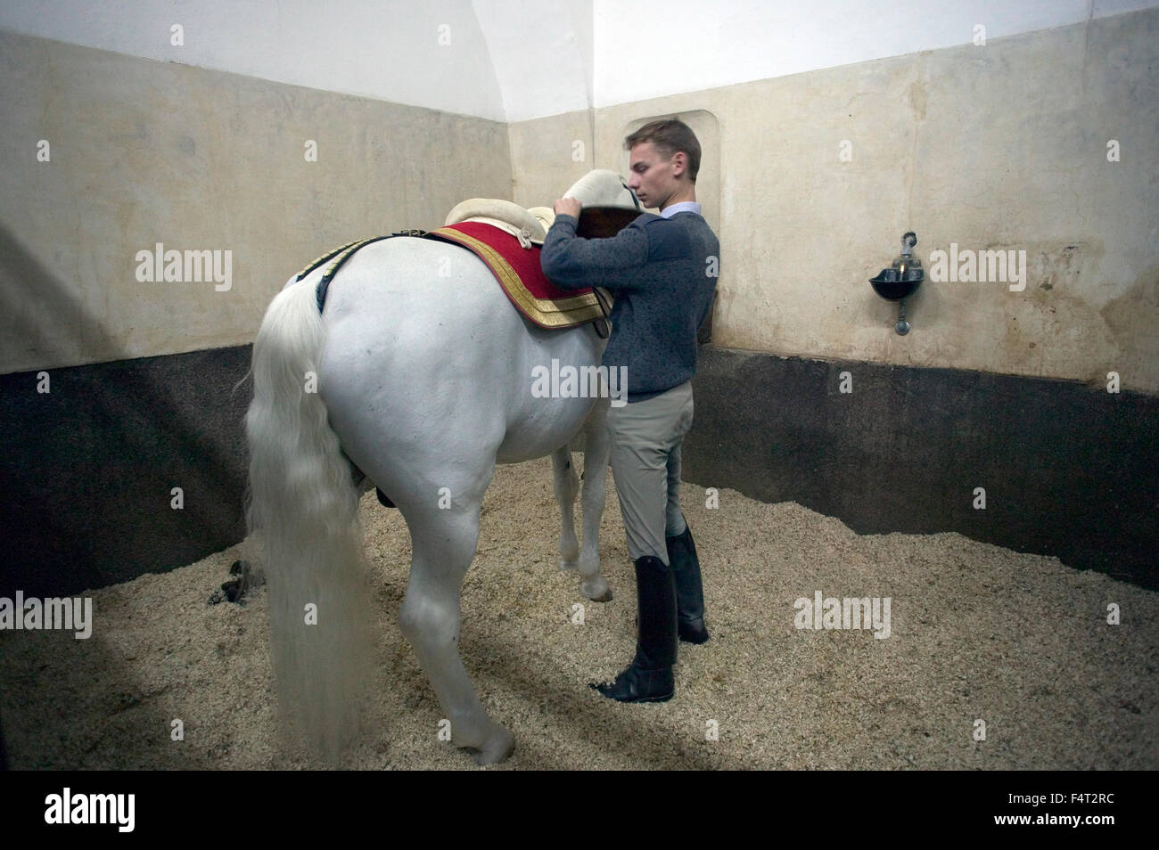 Lipizzaner Horses. Spanish Riding School Stock Photo - Alamy