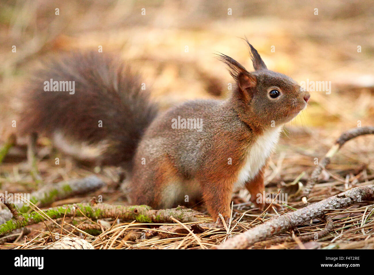 Eurasian Red Squirrel in woodland (Sciurus vulgaris Stock Photo - Alamy