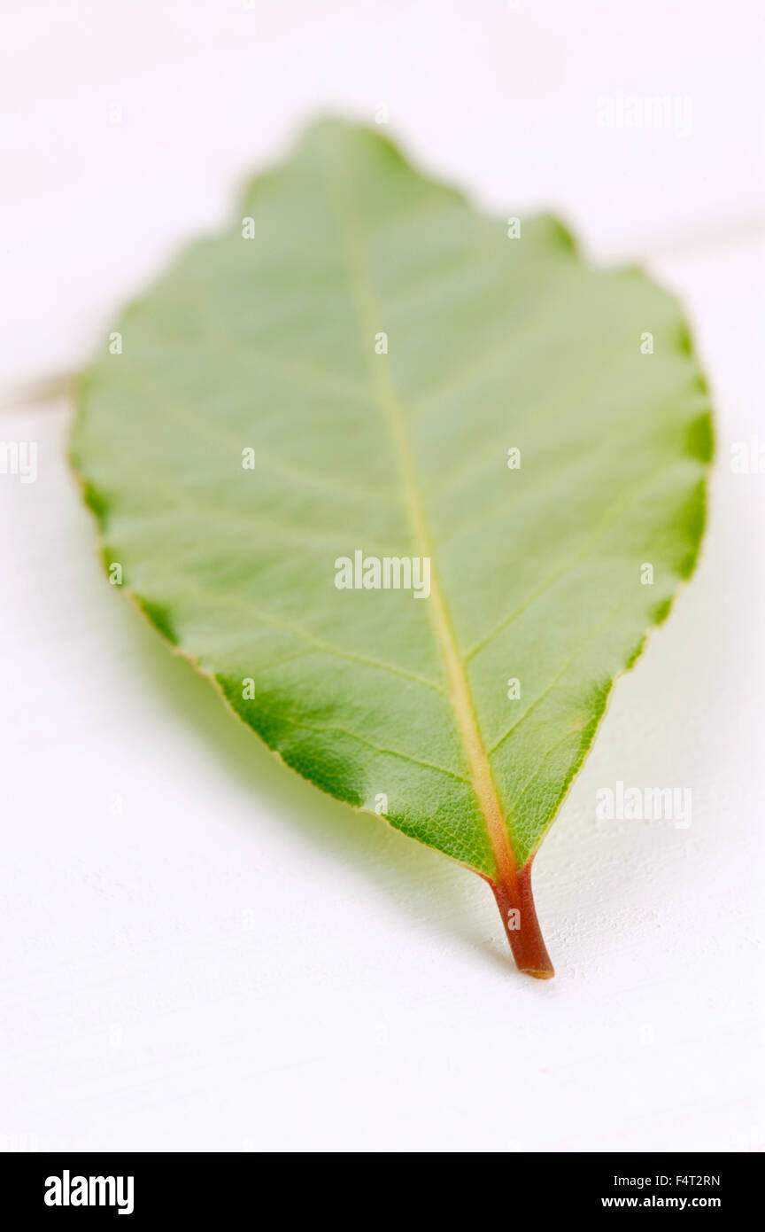 Single bay leaf. Laurus nobilis (Bay Laurel Stock Photo - Alamy