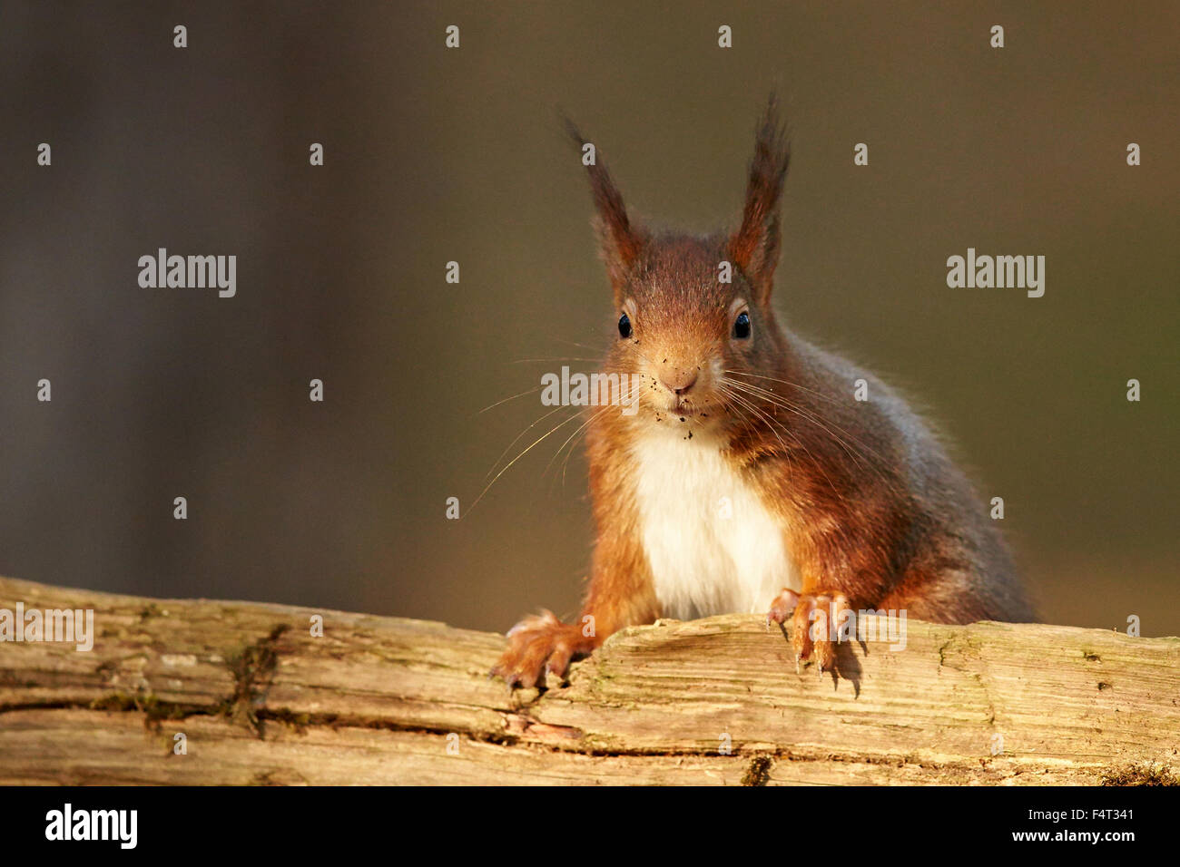 Eurasian Red Squirrel in woodland (Sciurus vulgaris Stock Photo - Alamy