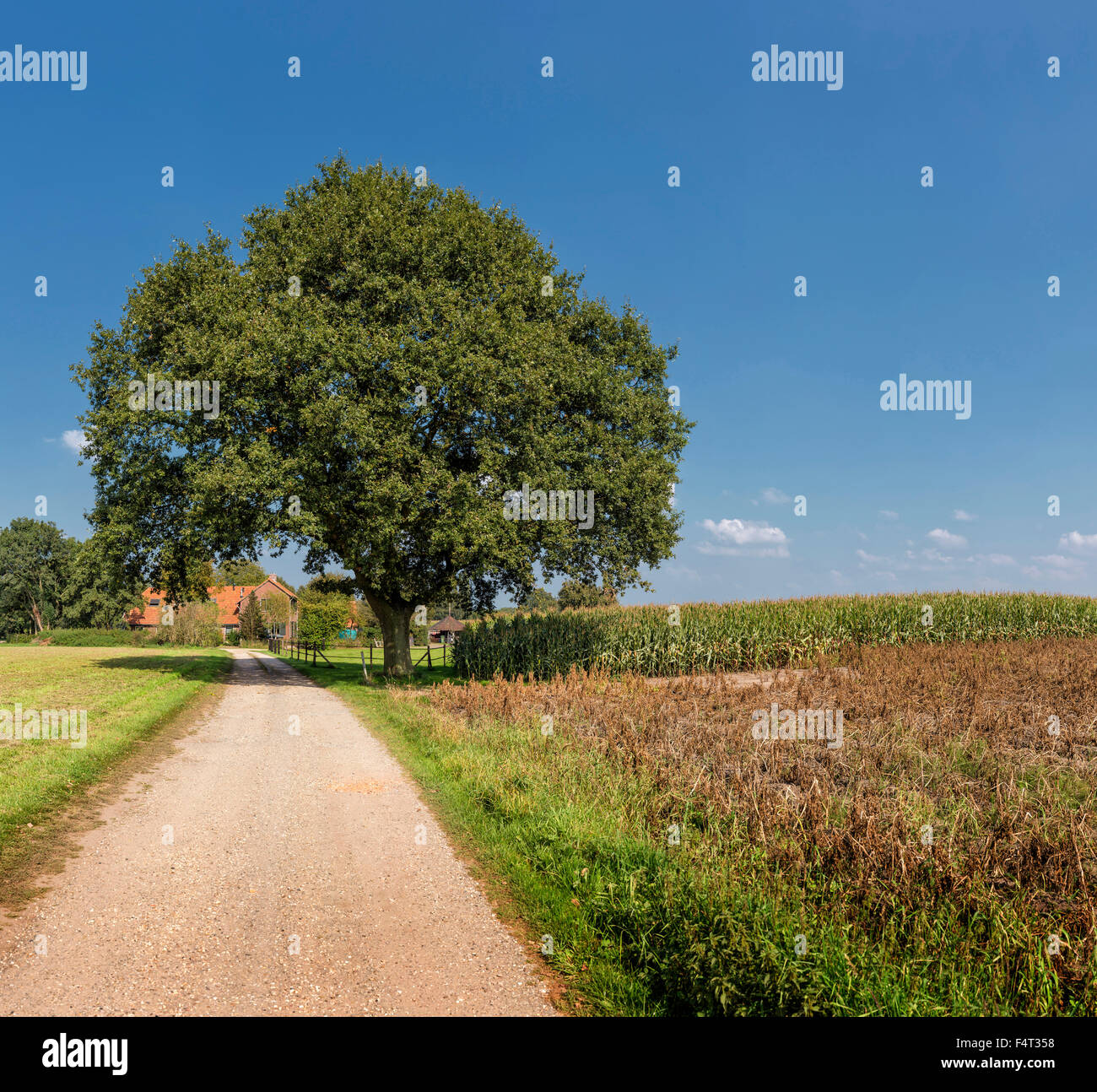 Netherlands, Holland, Varsseveld, Gelderland, Free standing, tree ...