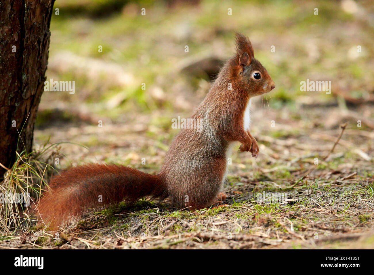 Eurasian Red Squirrel in woodland (Sciurus vulgaris Stock Photo - Alamy