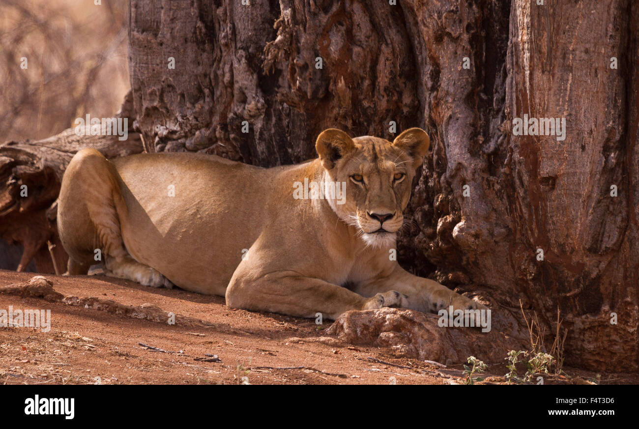 Funny lioness hi-res stock photography and images - Alamy