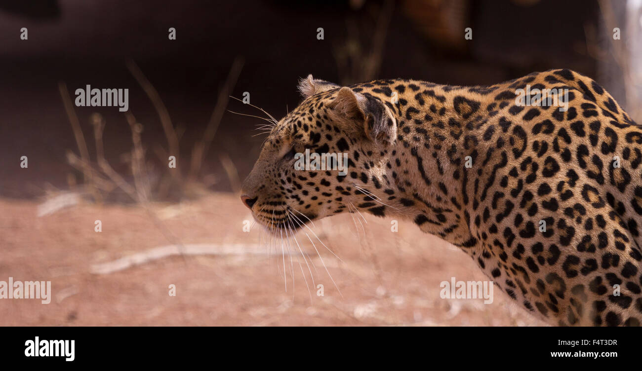 Leopard jumping hi-res stock photography and images - Alamy