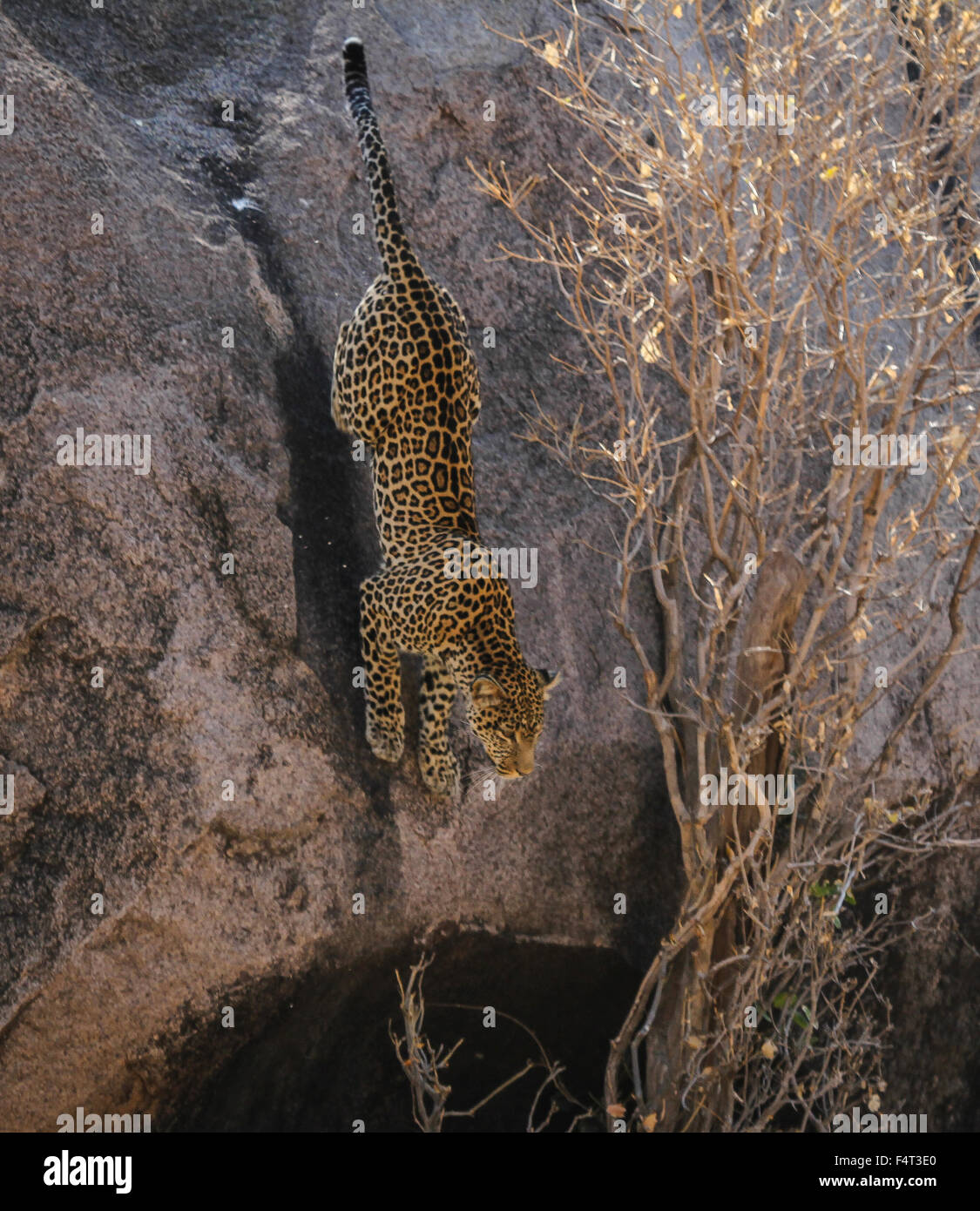 Leopard jumping hi-res stock photography and images - Alamy