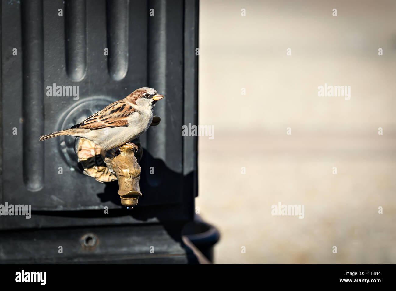 sparrow sitting on the tap Stock Photo - Alamy