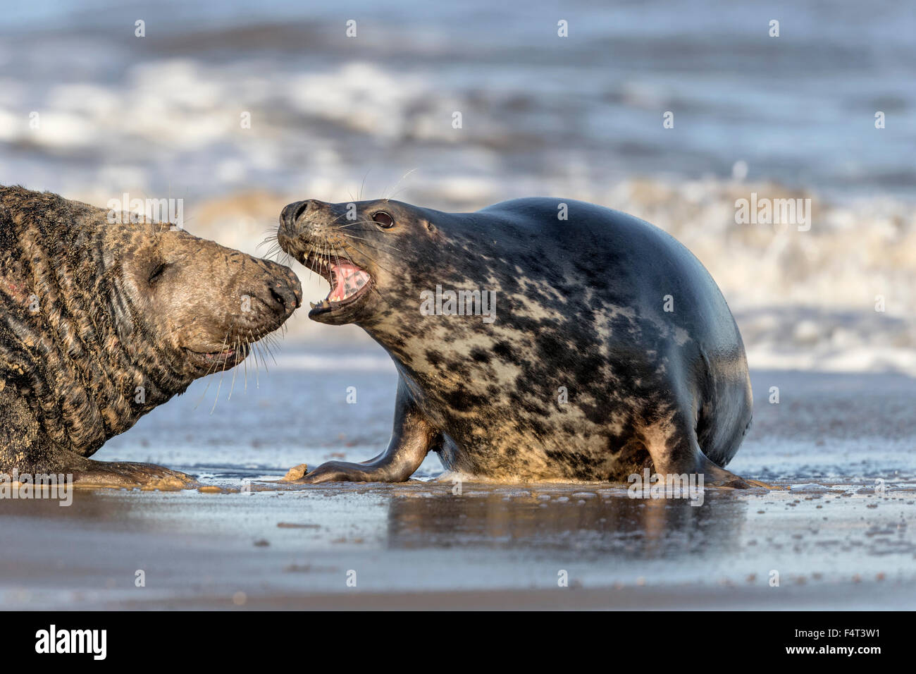 Atlantic Grey Seal Stock Photo - Alamy