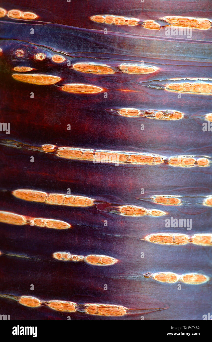 Bark of prunus rufa hi-res stock photography and images - Alamy