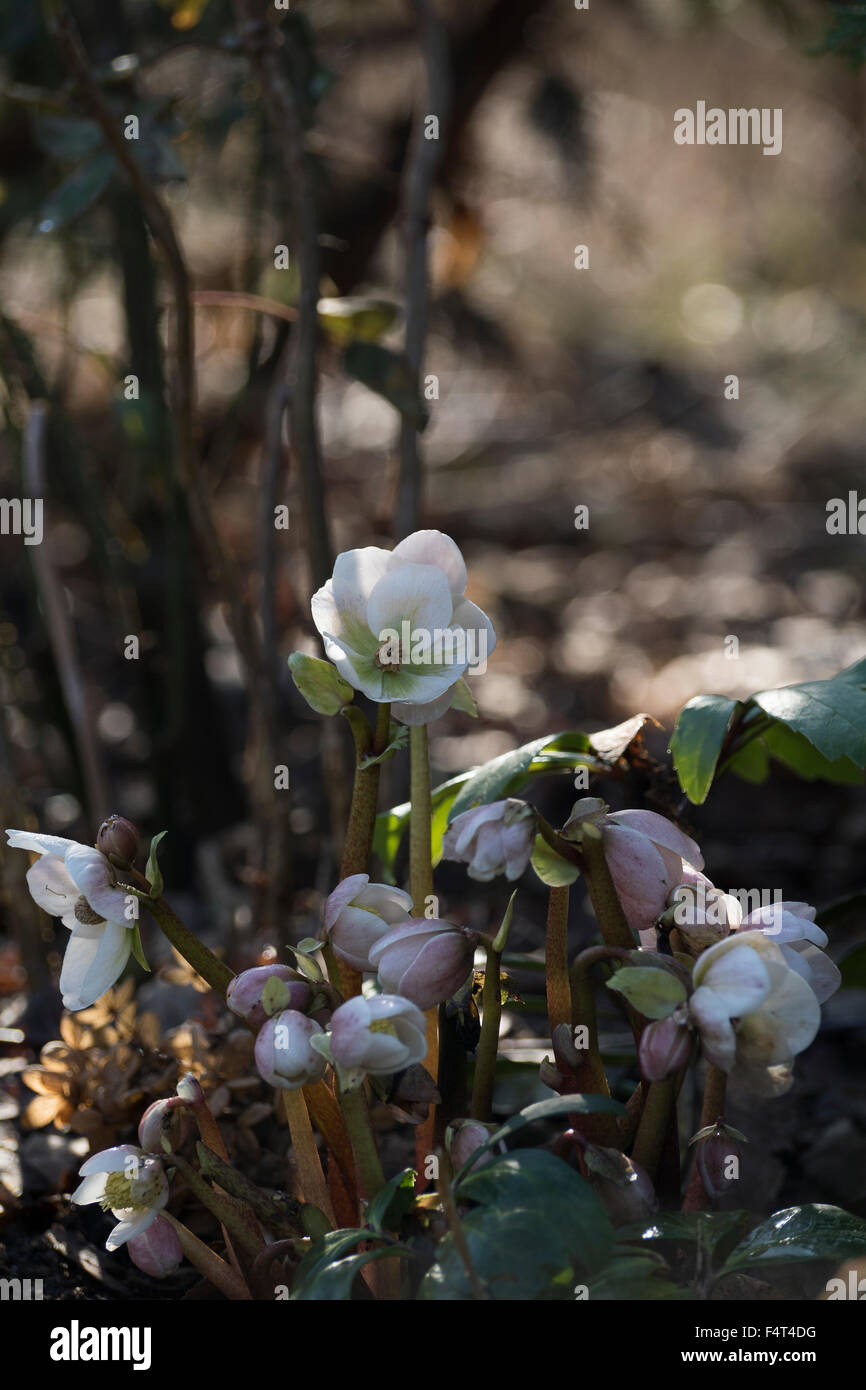 Helleborus x niger in morning sunlight - March Stock Photo - Alamy