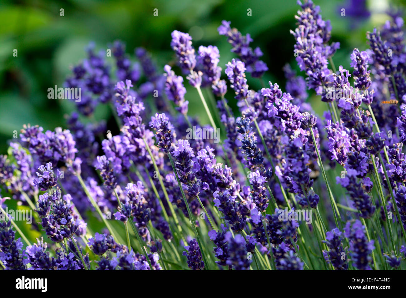 Lavandula Angustifolia (Lavender). Mid-shot of blue lavender flowers in ...