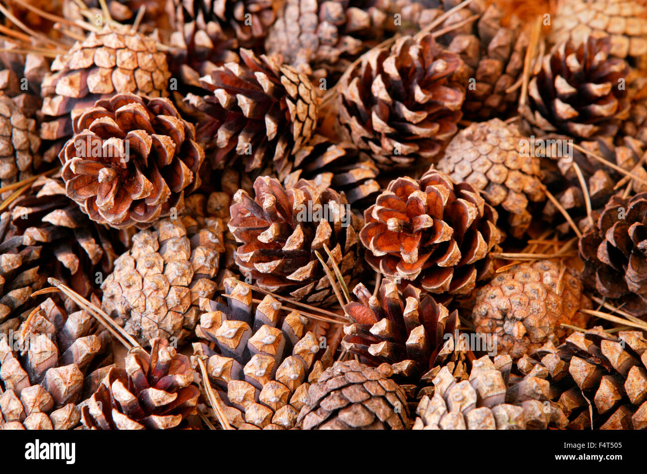 Pine cones. Decorative background Stock Photo - Alamy