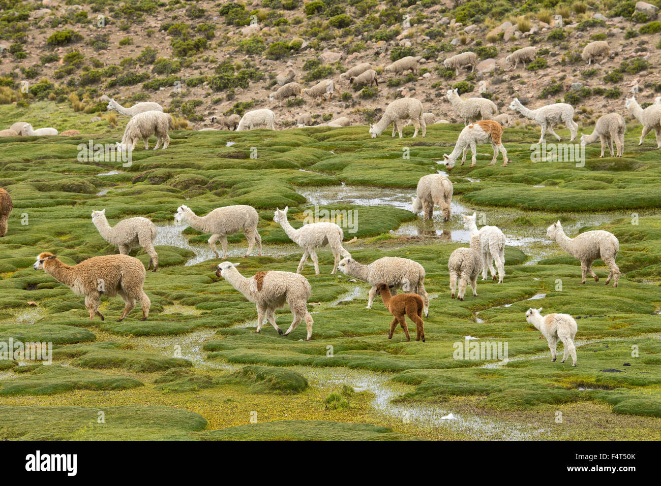 South America, Latin America, Peru, Altiplano, Alpaca herd grazing ...