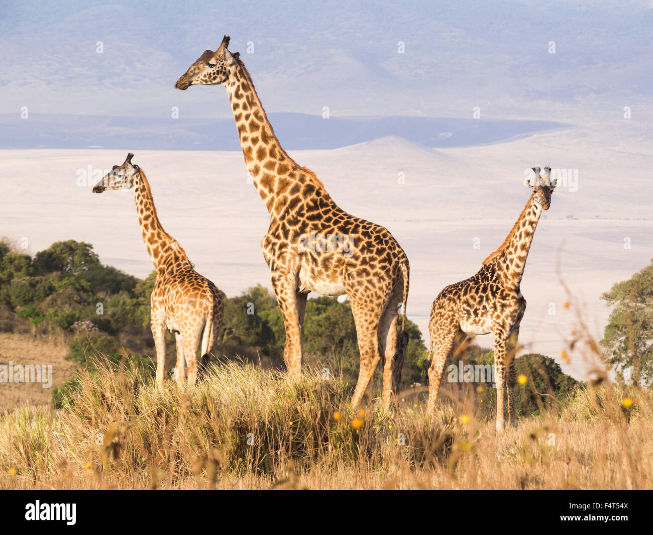 Herd of giraffes hi-res stock photography and images - Alamy