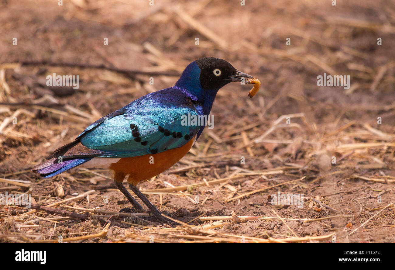 Iridescence animals hi-res stock photography and images - Alamy