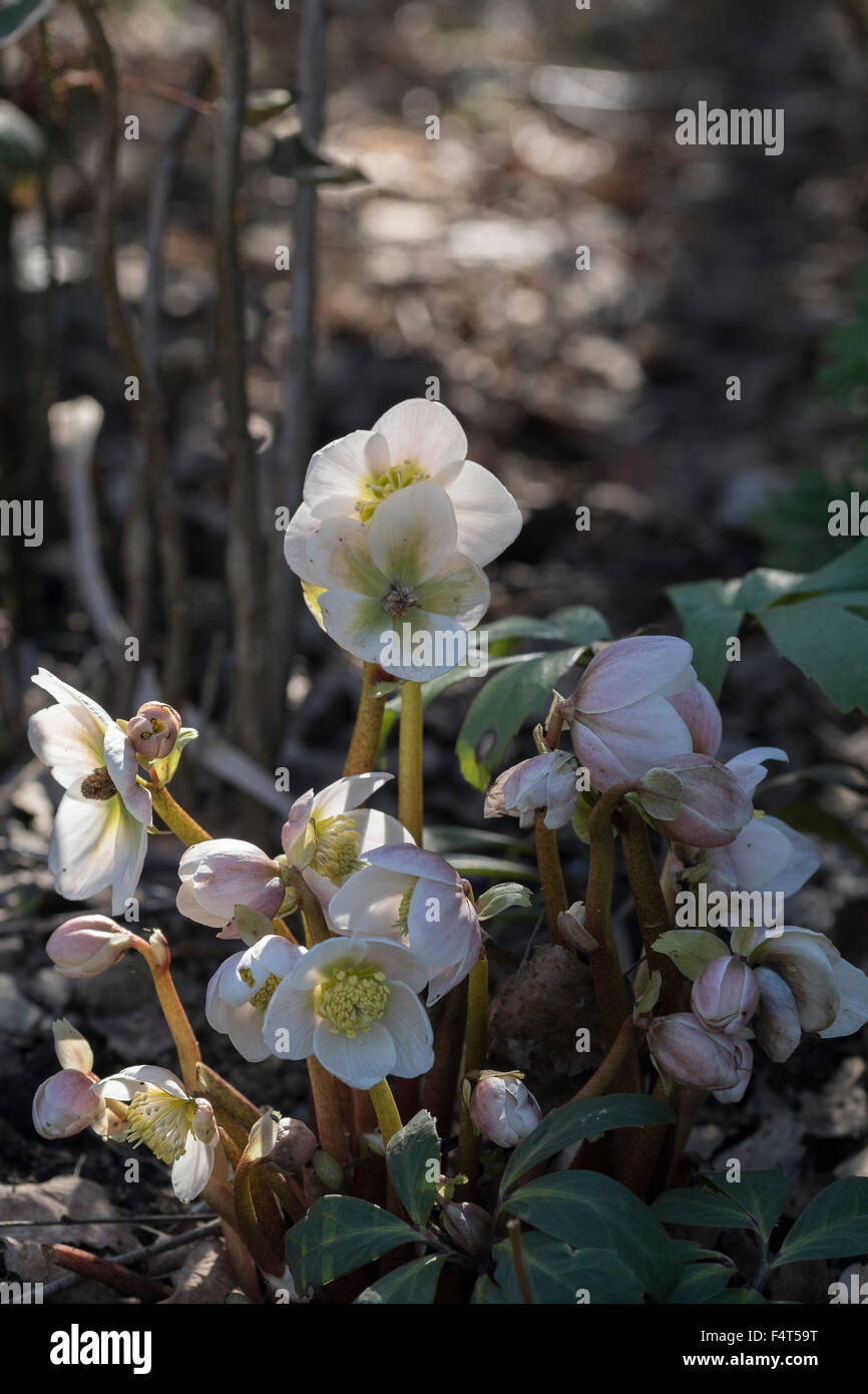 Hellebores niger hi-res stock photography and images - Alamy