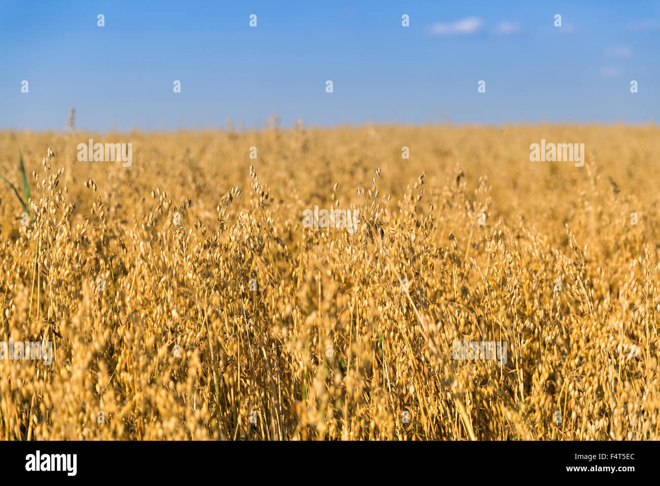 yellow oat field under blue sky Stock Photo - Alamy