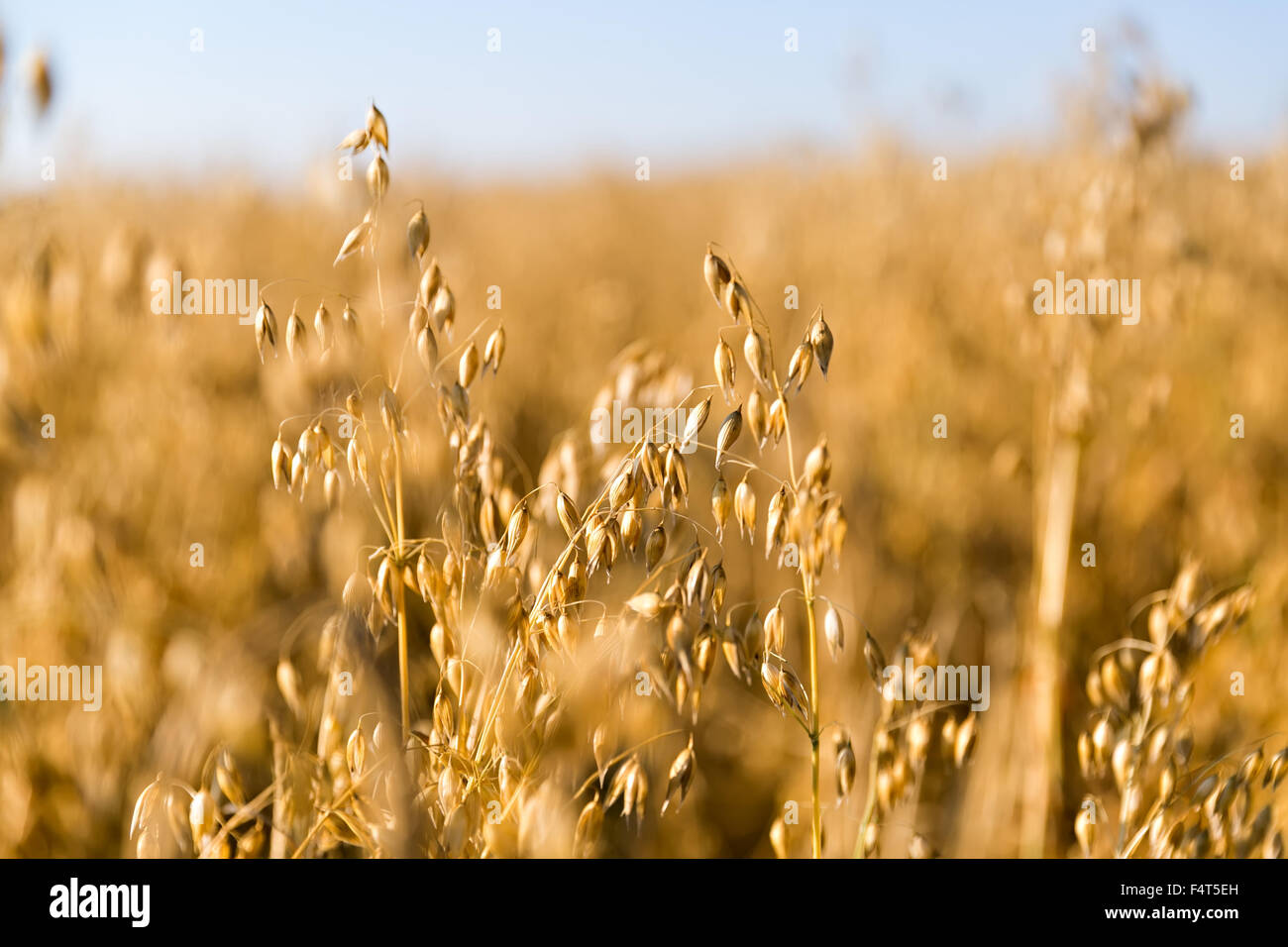 yellow oat field Stock Photo - Alamy