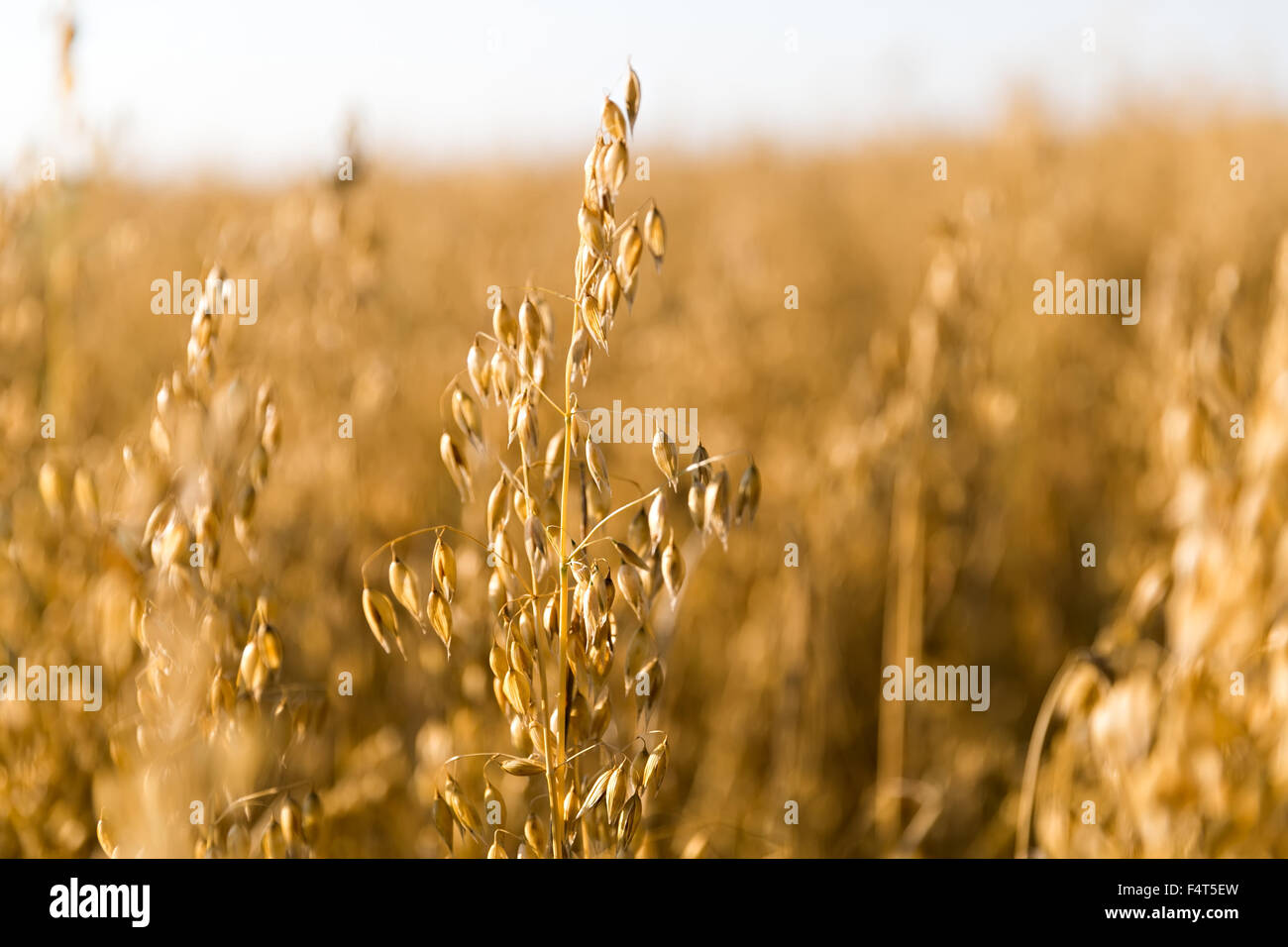 yellow oat field Stock Photo - Alamy