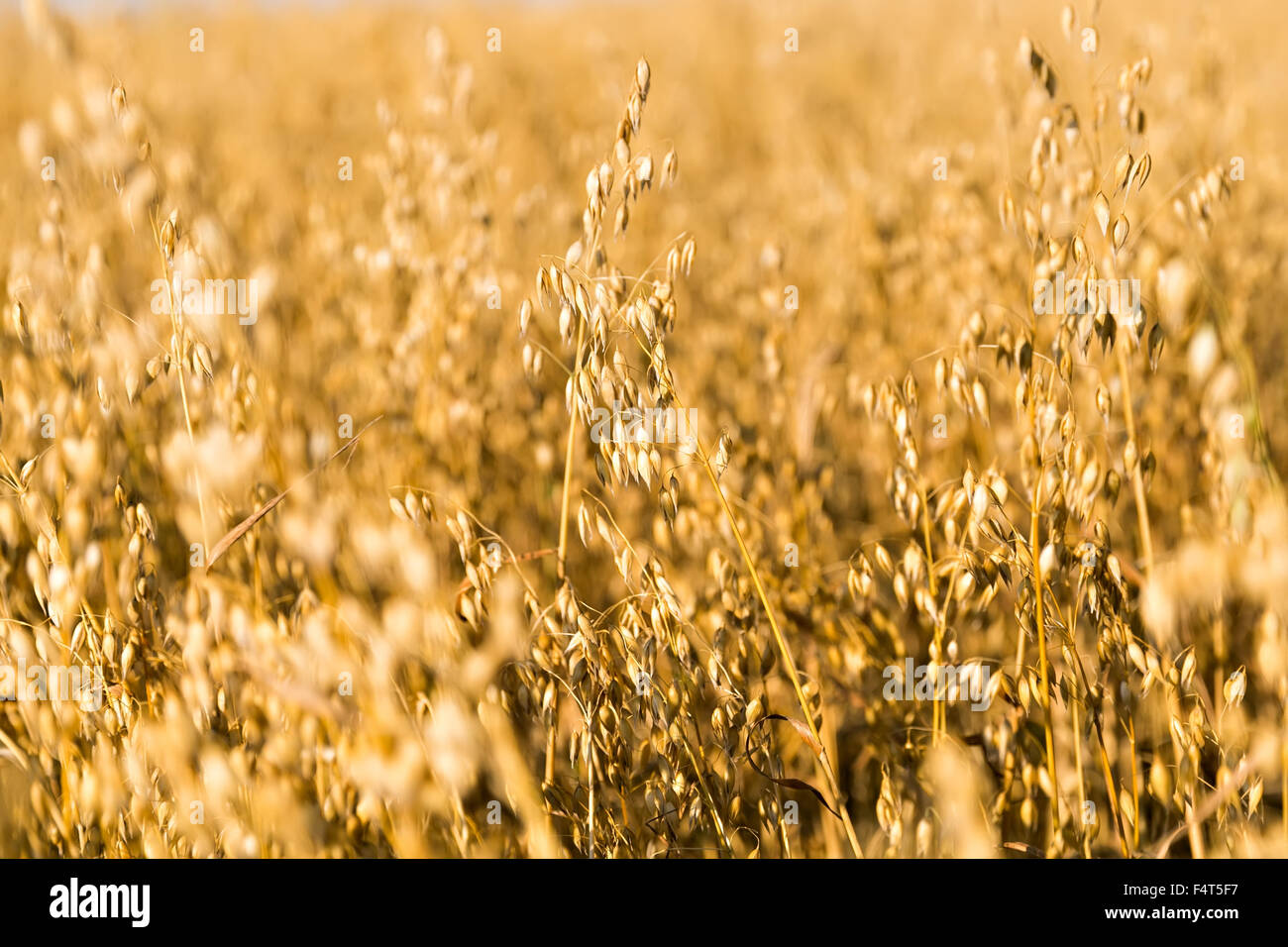 yellow oat field Stock Photo - Alamy