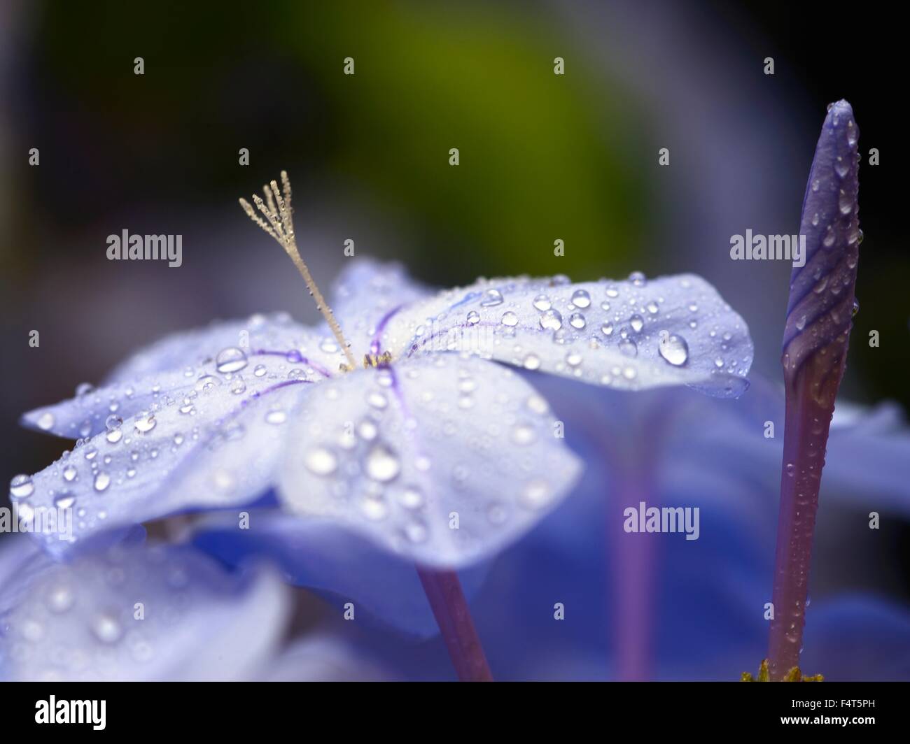 blue flowers with water in the morning Stock Photo - Alamy