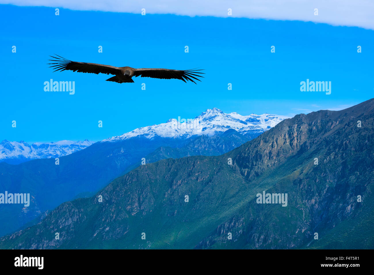 South America, Latin America, Peru, Colca Canyon, soaring condor Stock ...