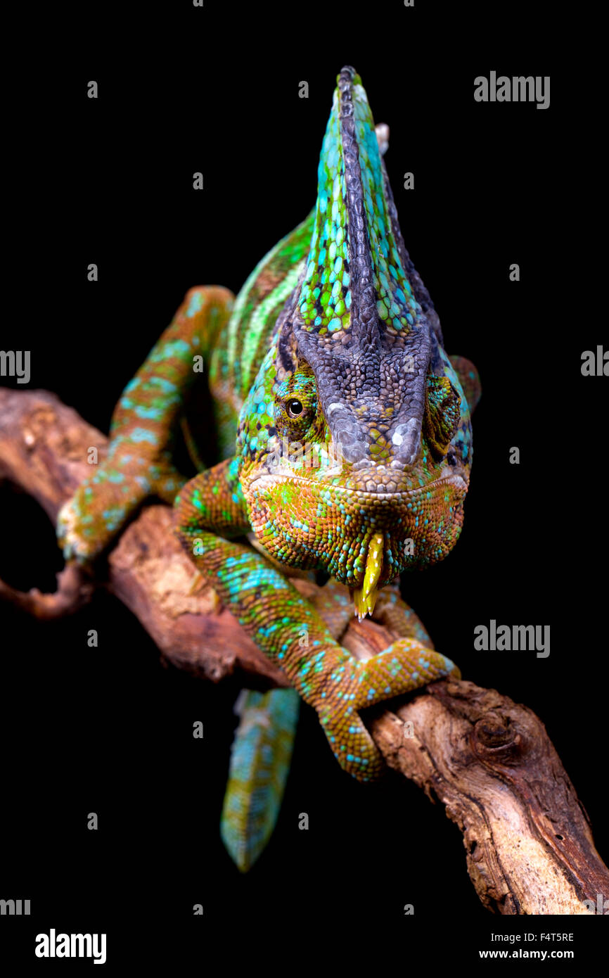 A veiled chameleon walking slowly on a branch isolated on a back ...