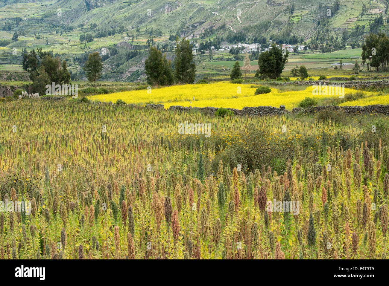 Quinoa peru hi-res stock photography and images - Alamy