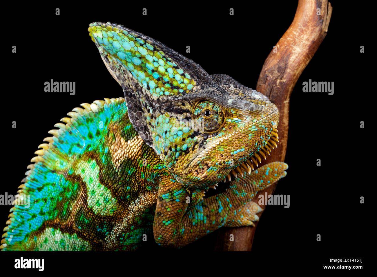 A veiled chameleon walking slowly on a branch isolated on a back ...