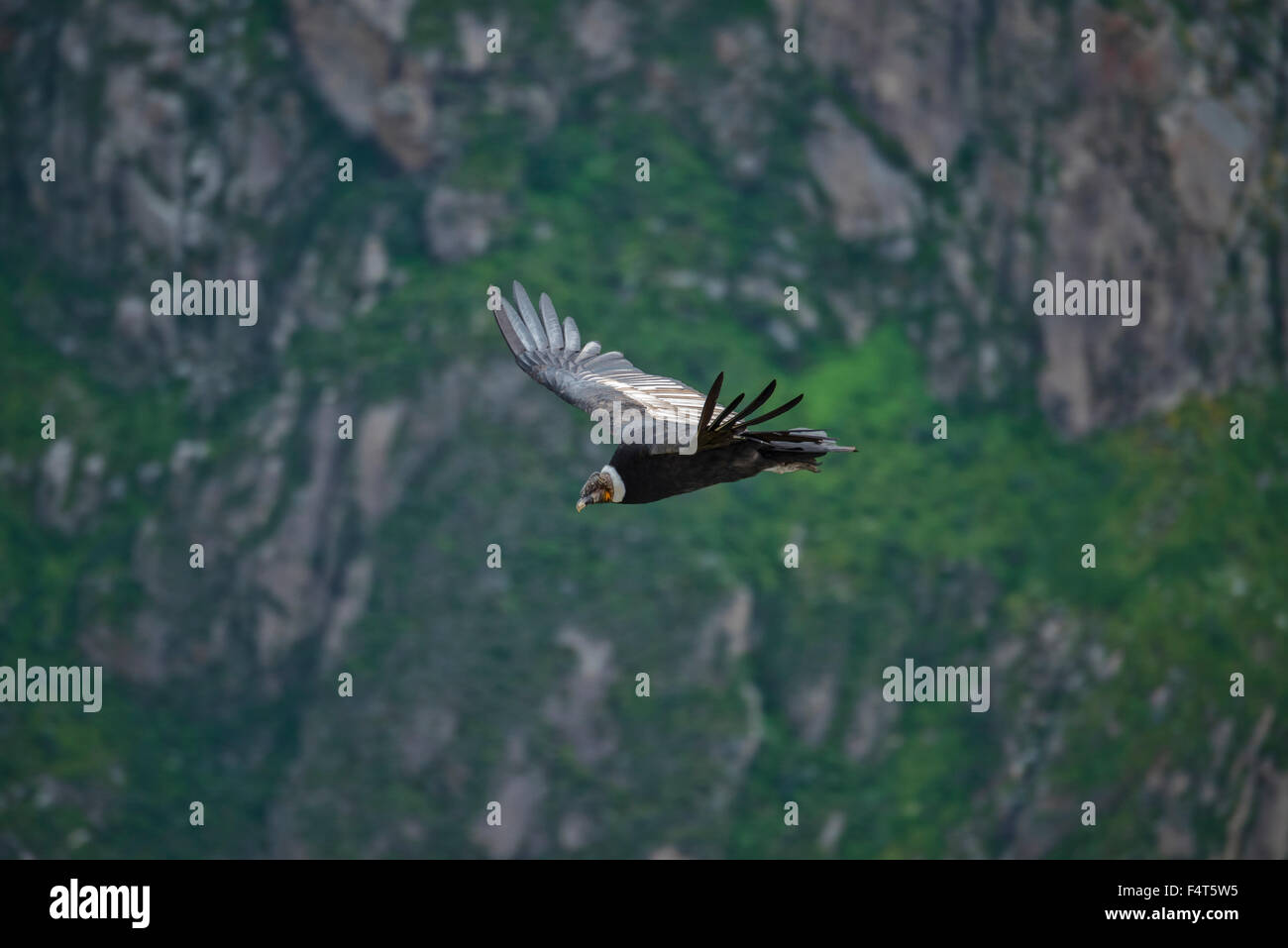 South America, Latin America, Peru, Colca Canyon, Condor Stock Photo ...