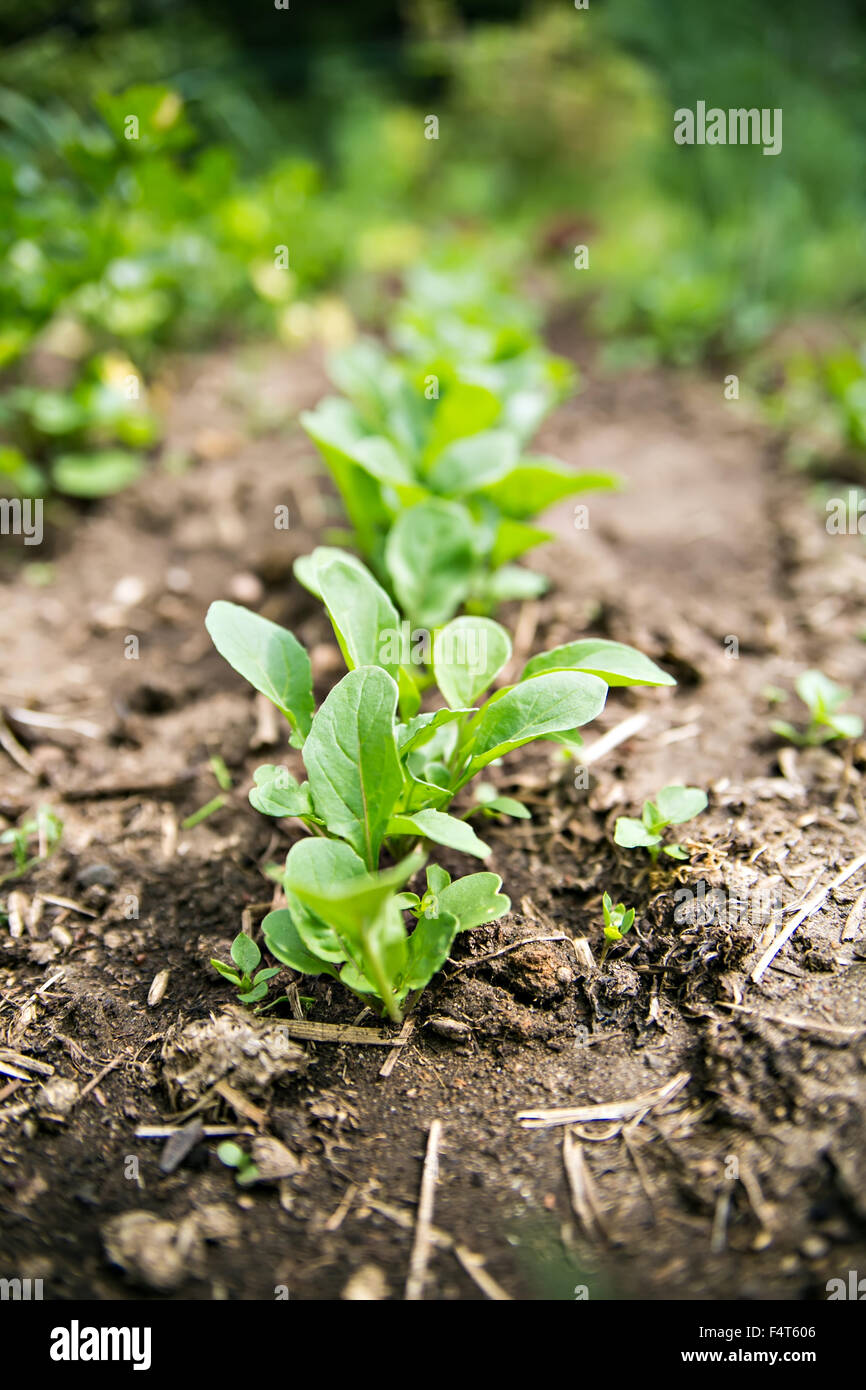 rucola growing in the garden Stock Photo - Alamy