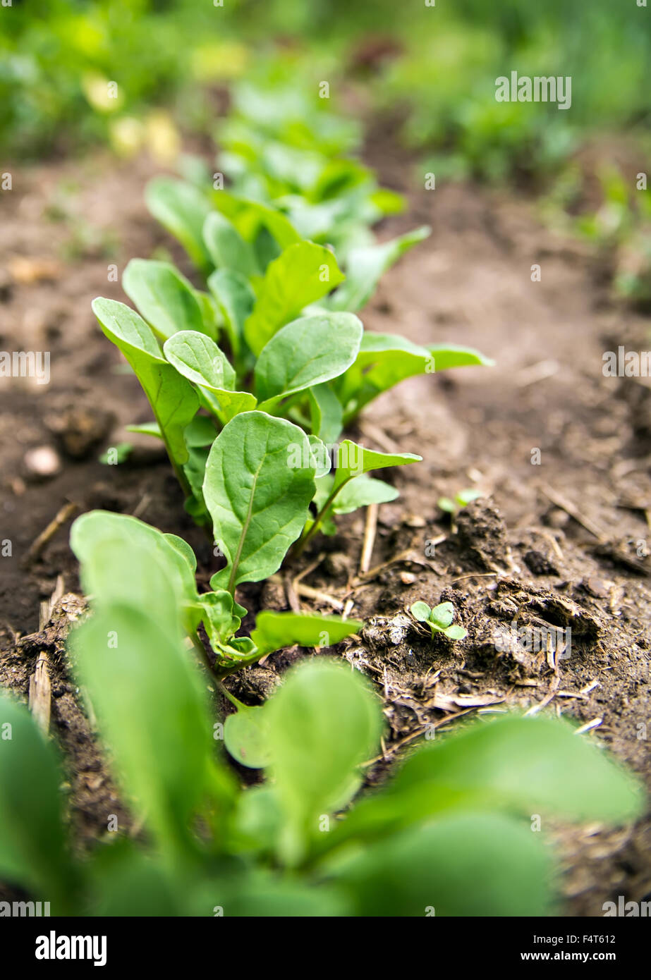 rucola growing in the garden Stock Photo - Alamy