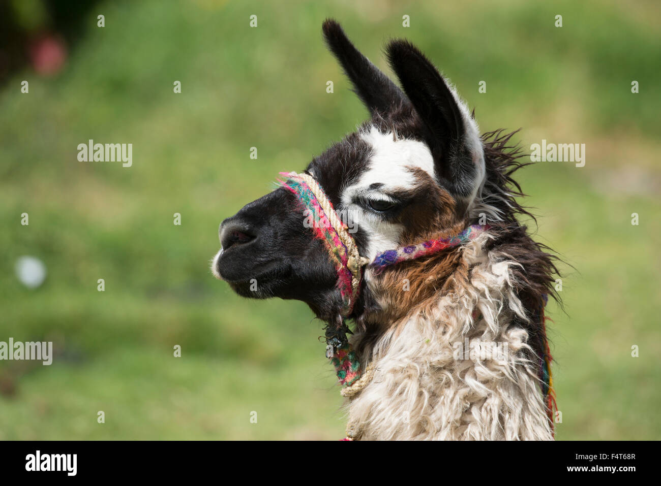 Llama south america hi-res stock photography and images - Alamy