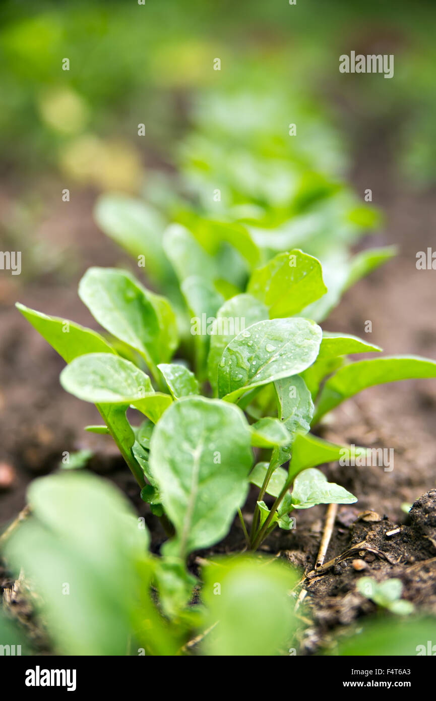 rucola growing in the garden Stock Photo - Alamy