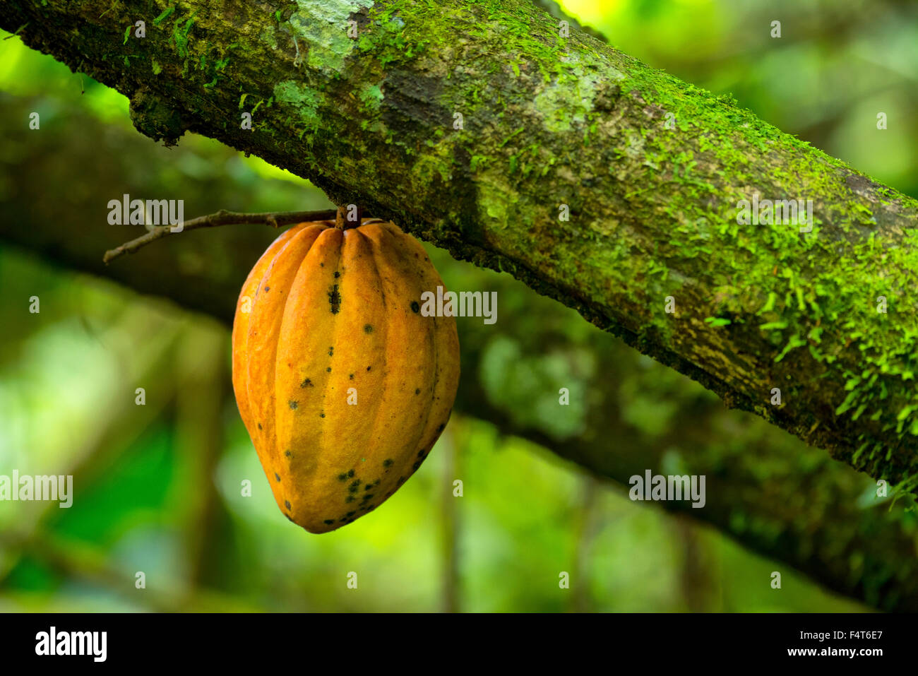 Latin america cocoa hi-res stock photography and images - Alamy