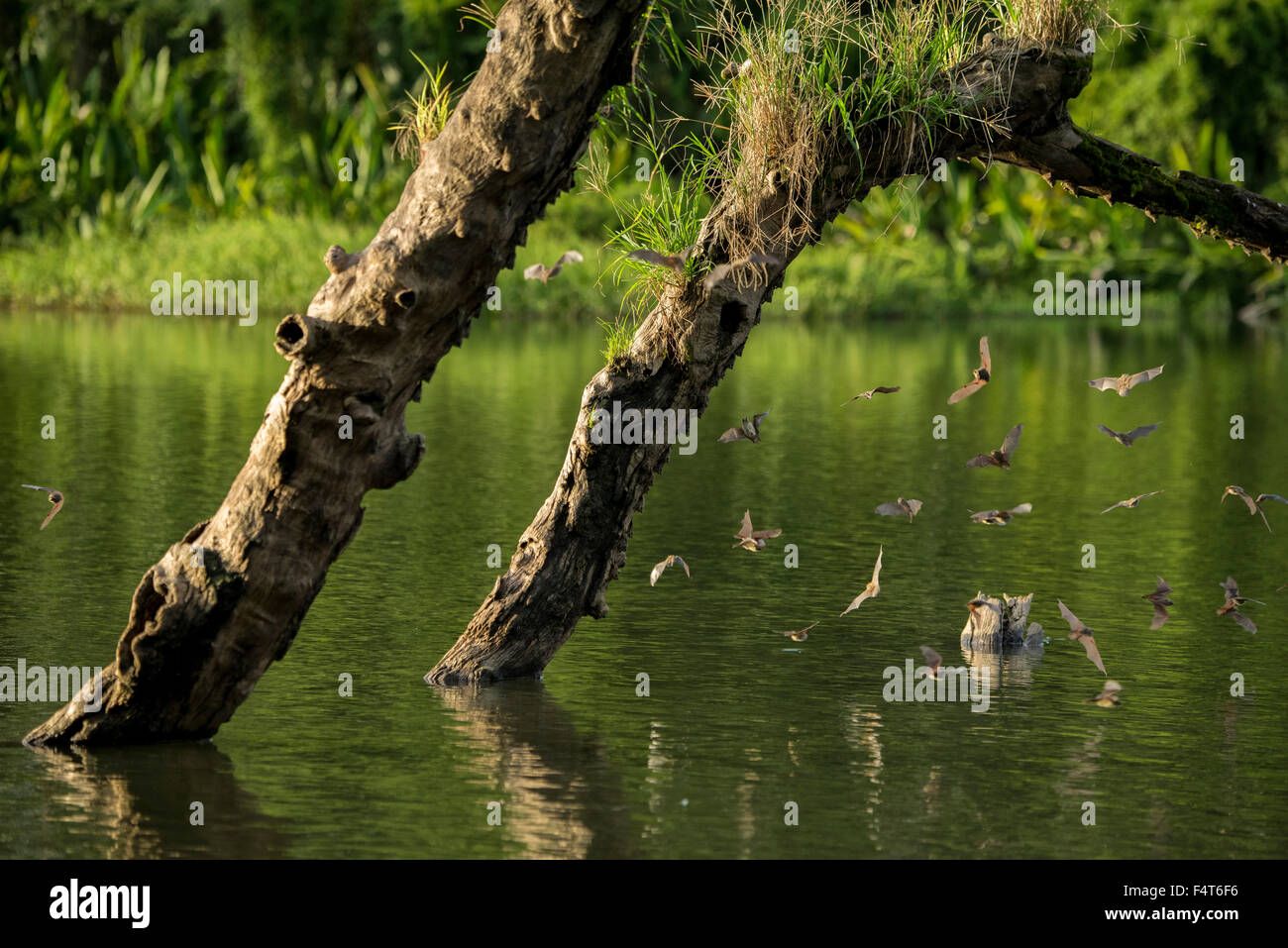 South America, Latin America, Peru, Amazonia, South Manu National Park ...