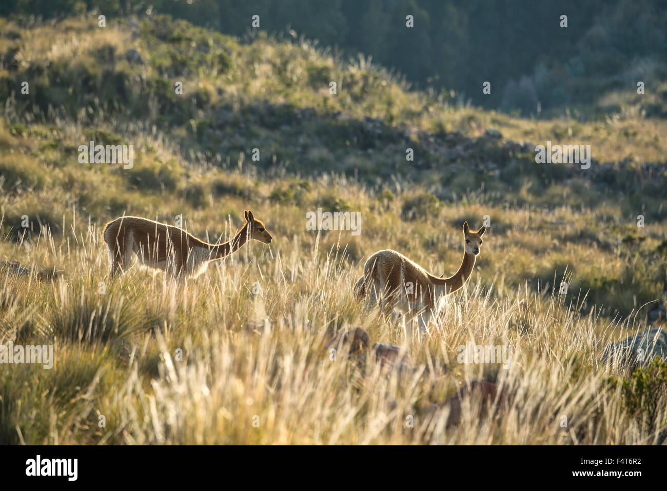 South America, Latin America, Peru, Lake Titicaca, Suasi Island, Vicuna ...