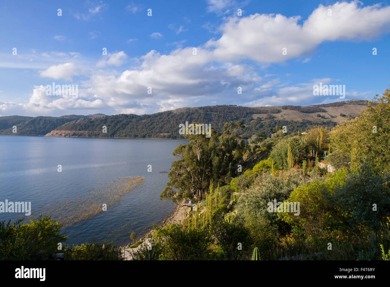 South America, Latin America, Peru, Lake Titicaca, Suasi Island, garden ...