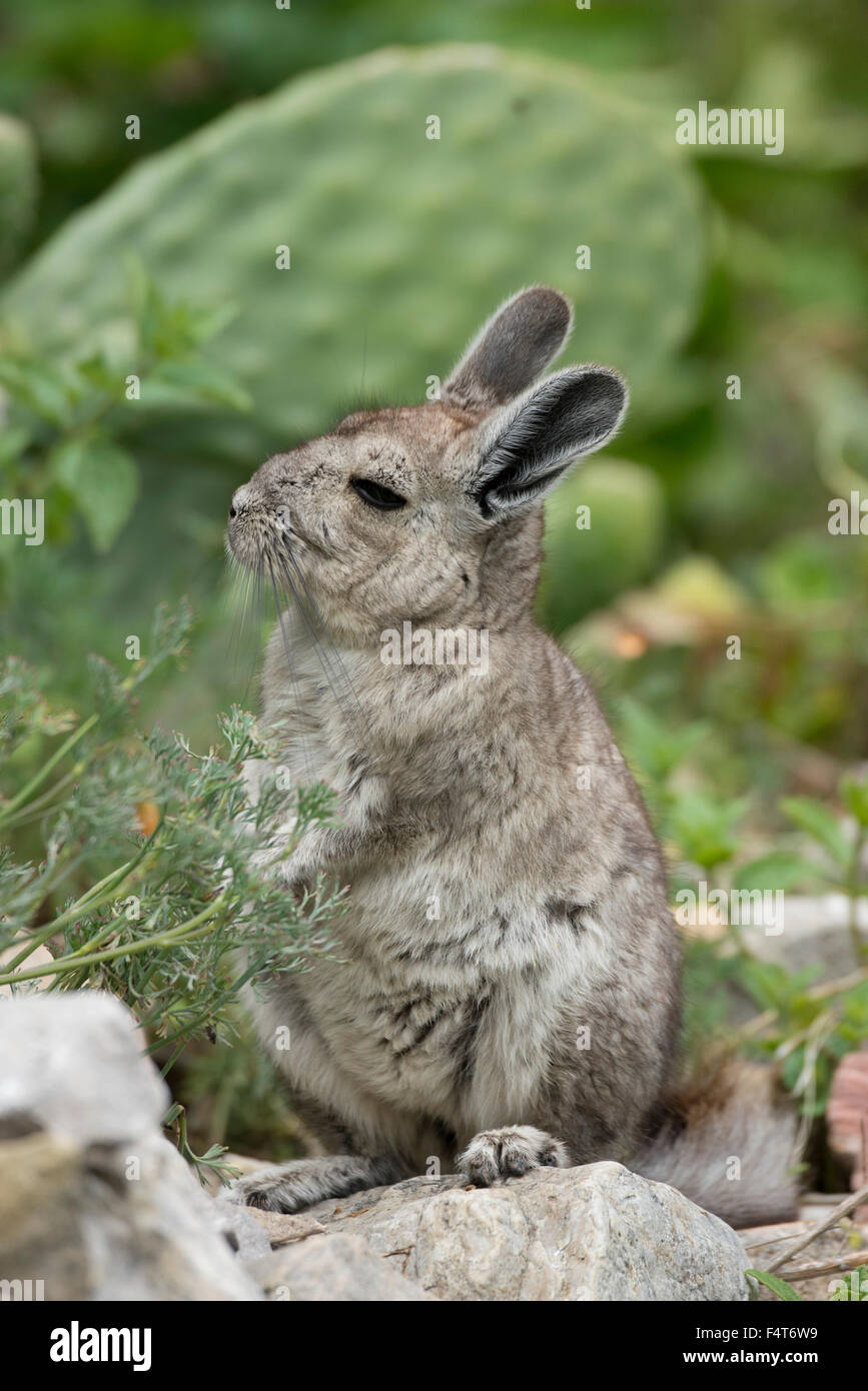 South America, Latin America, Peru, Suasi island, Lake Tititaca ...