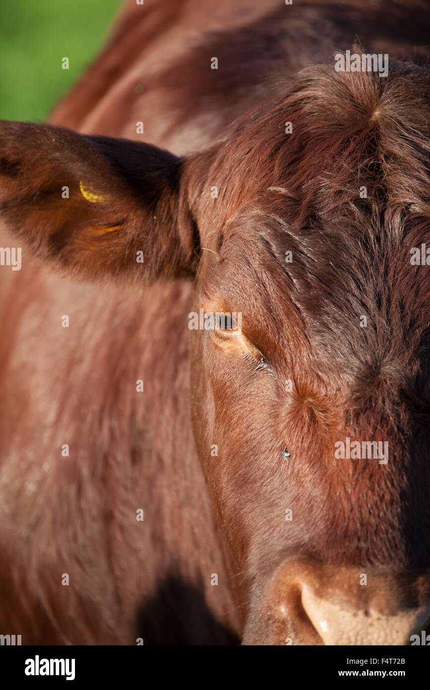 Close up of the head of a red poll cow Stock Photo - Alamy