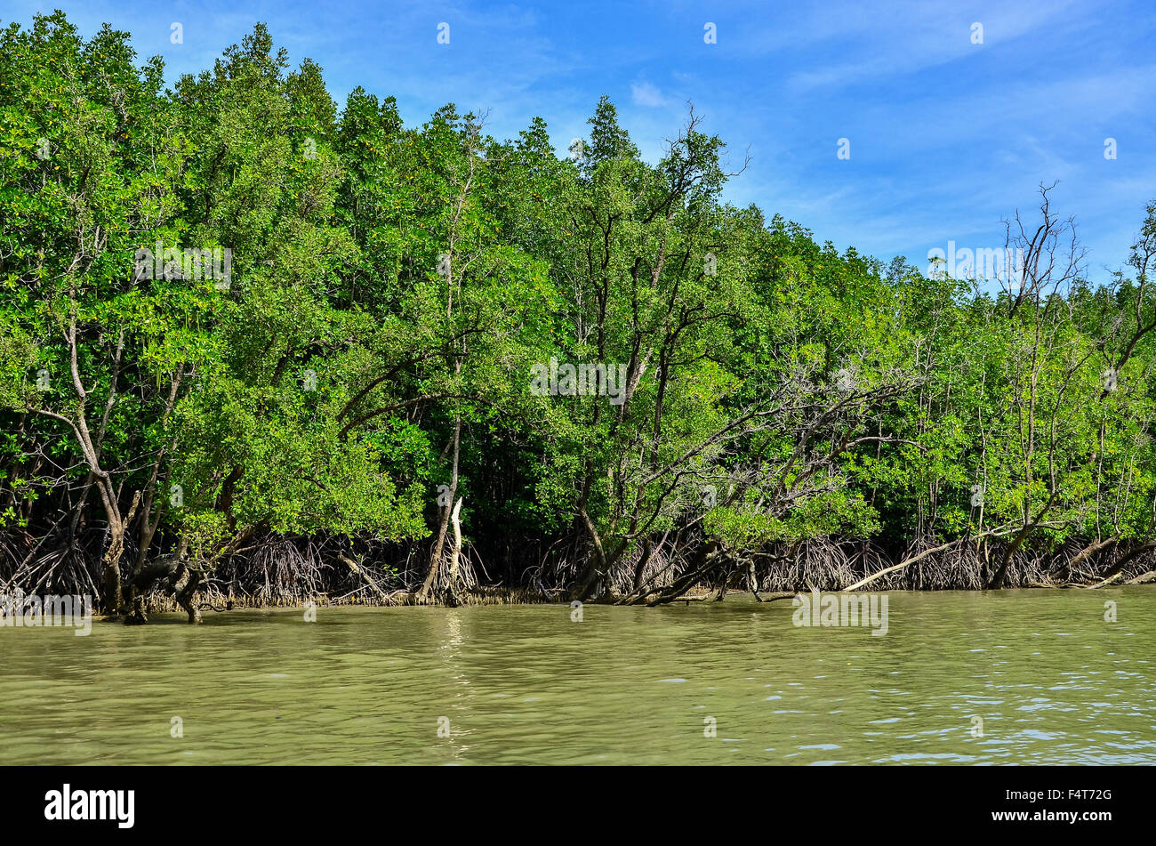 Growing mangroves hi-res stock photography and images - Alamy