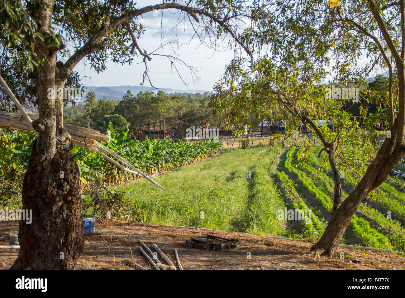 Banana farm in front of the Honduras landscape Stock Photo - Alamy