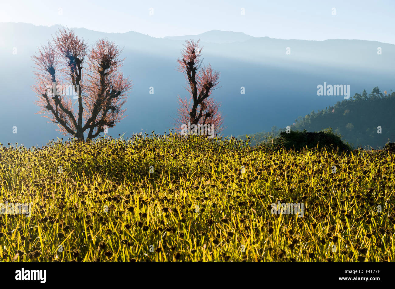 Millet field ready to harvest with blooming cherry trees Stock Photo ...