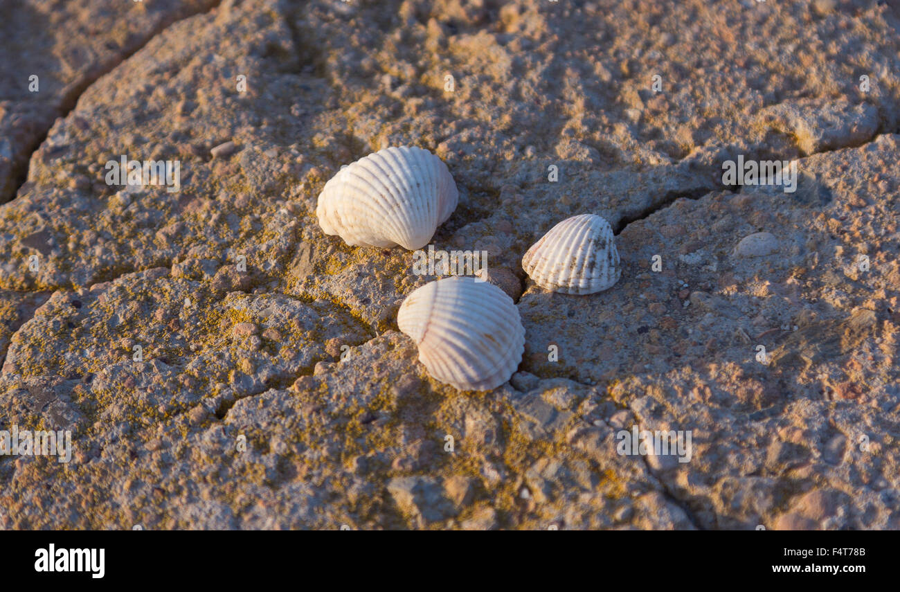 Three shells beach hi-res stock photography and images - Alamy
