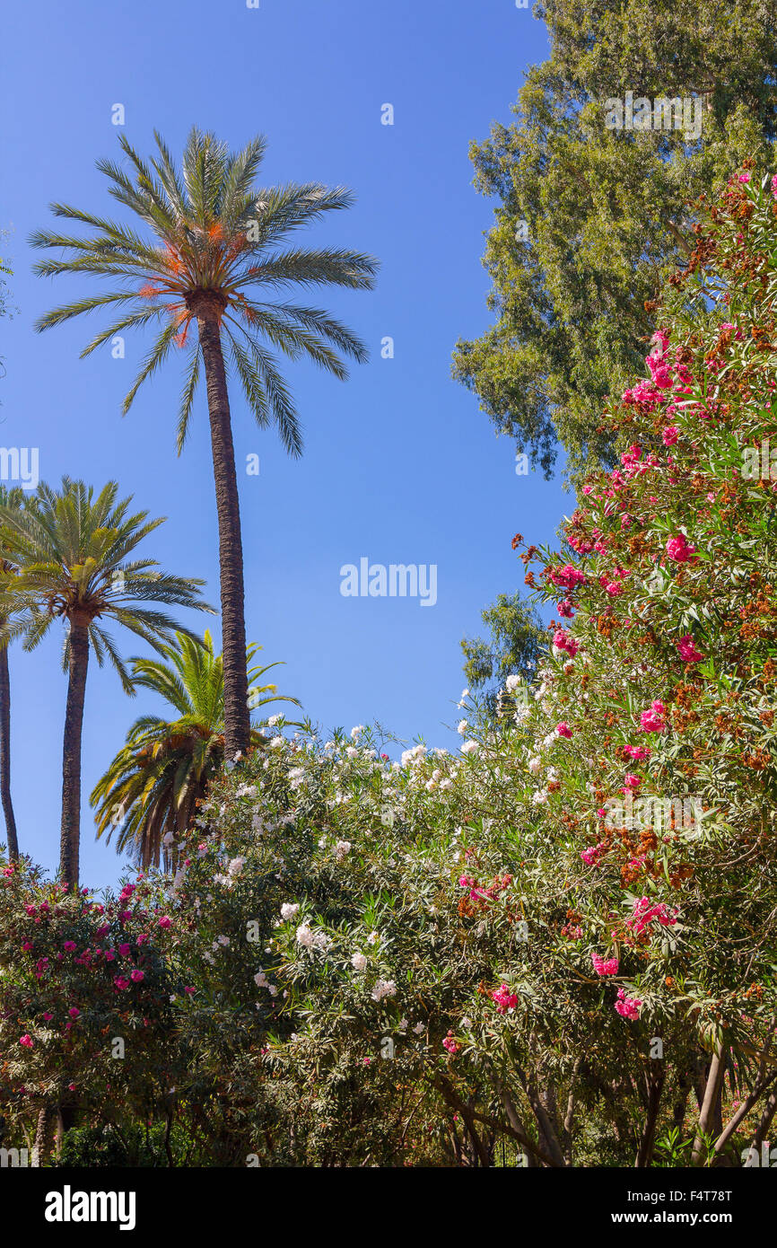 all trees in the gardens of the Real Alcazar of Seville Stock Photo - Alamy