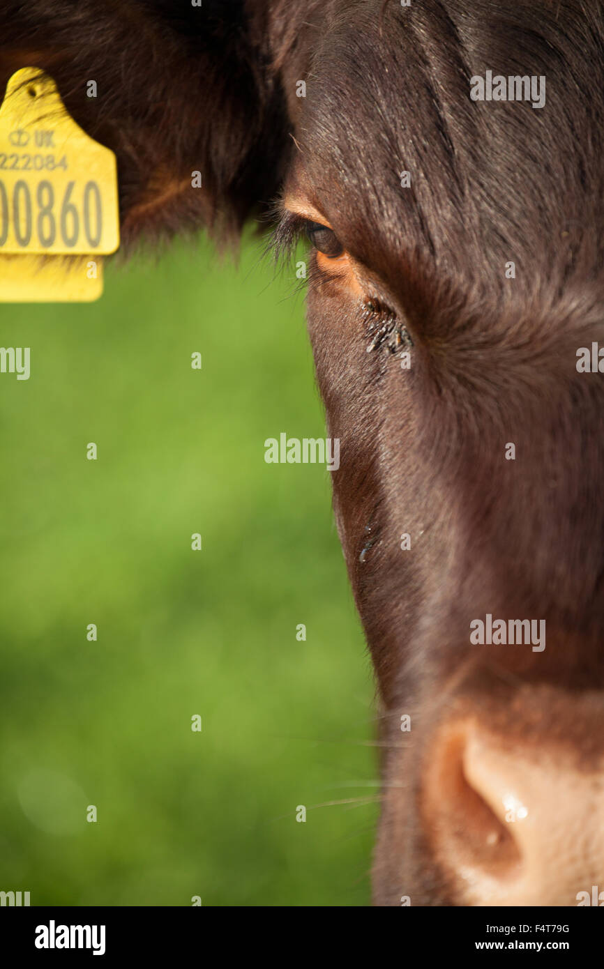Close up of the head and tag of a red poll cow Stock Photo - Alamy